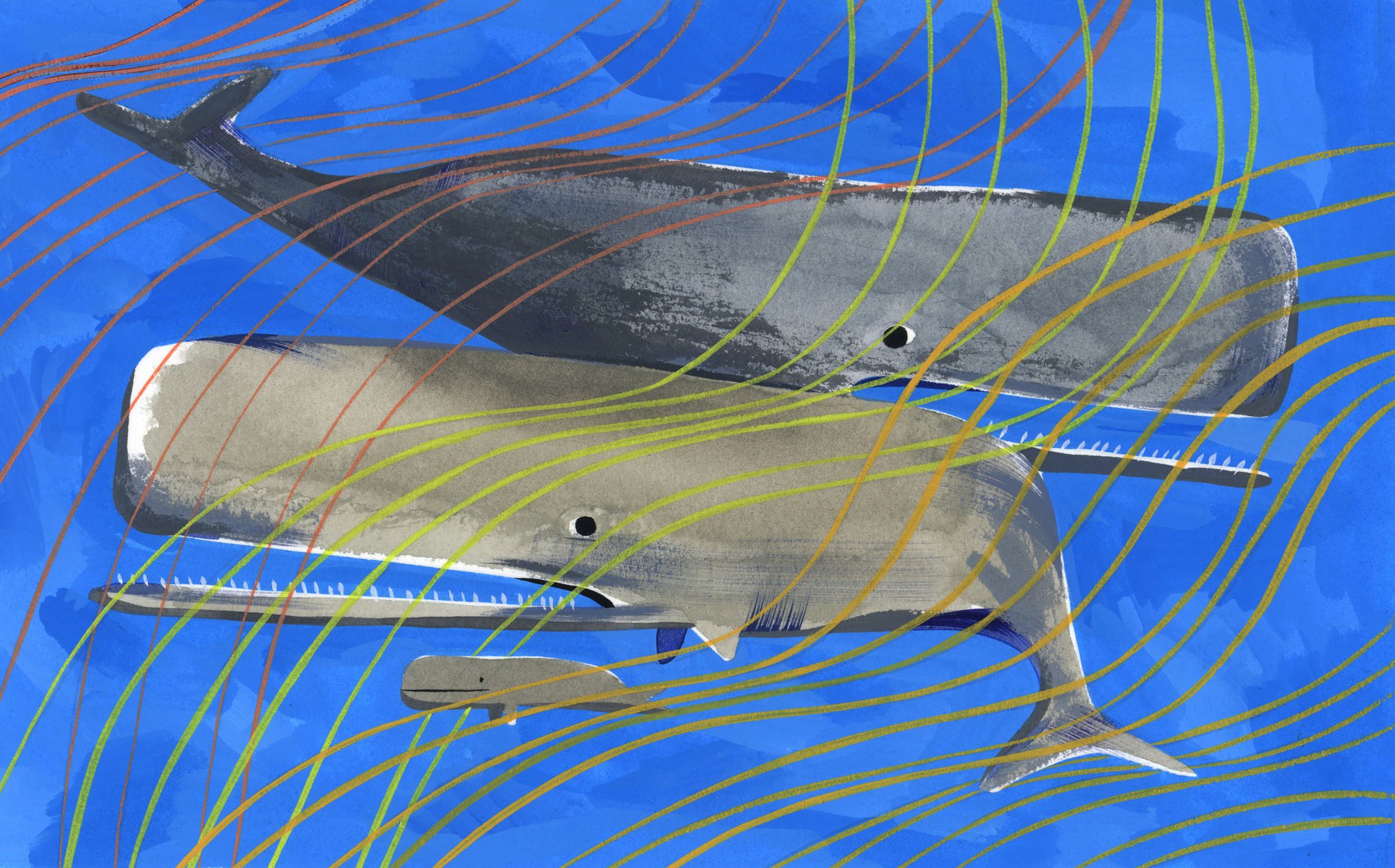 Sperm Whales and Cultural Diversity | Cultural Detective Blog